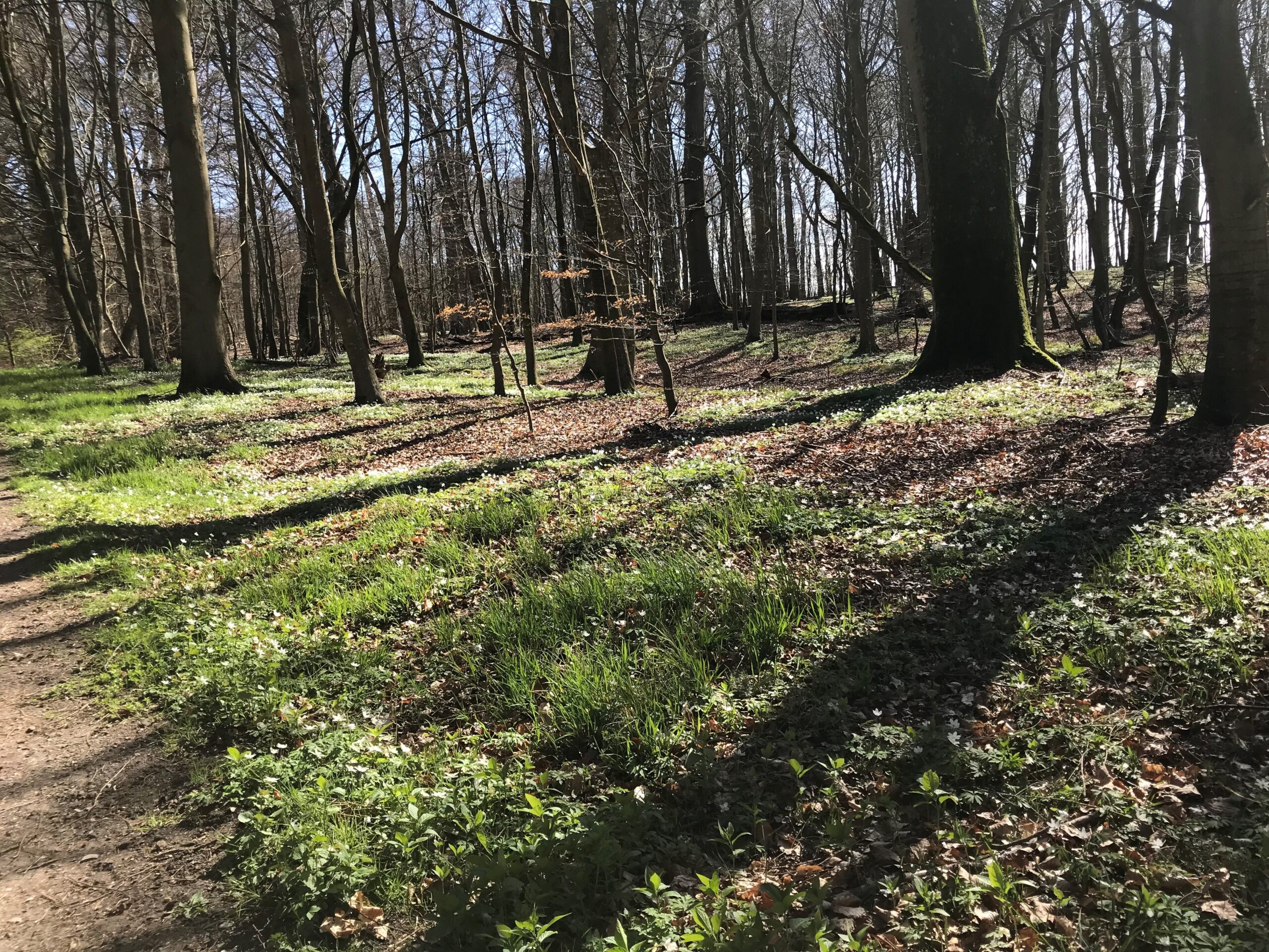 Gribskov - Tisvildevejen